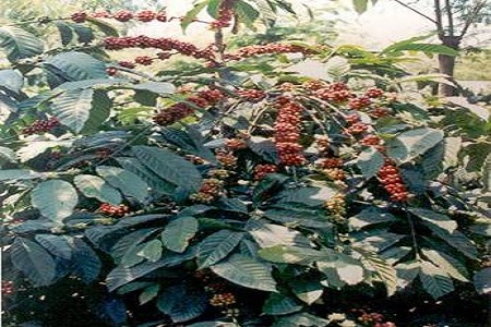 Klasifikasi Tanaman Kopi Robusta - Klasifikasi Tanaman