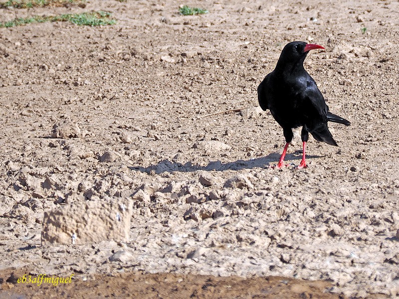 Miguel fotografia: Chova piquirroja (Pyrrhocorax pyrrhocorax)