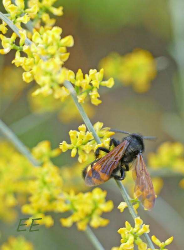 Mallorca es así también: La Primavera de los Insectos