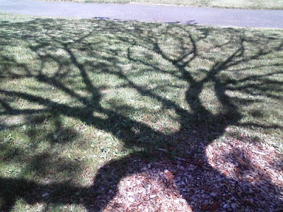 Your Daily Tree: Shadow Trees