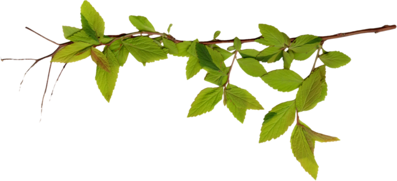 25 ramas,branches,follaje en png