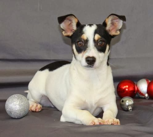 Rescued Ratties Dog Blog: Rescue Railroad: 3 New Rat Terriers Headed to ...