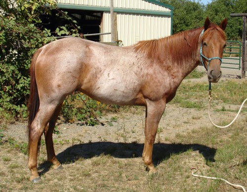 Hope and Horses: Horse Coat Colors: Roan