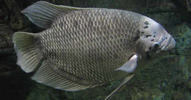 Klasifikasi dan Morfologi Ikan Gurame (O. goramy) - Spesiesikan