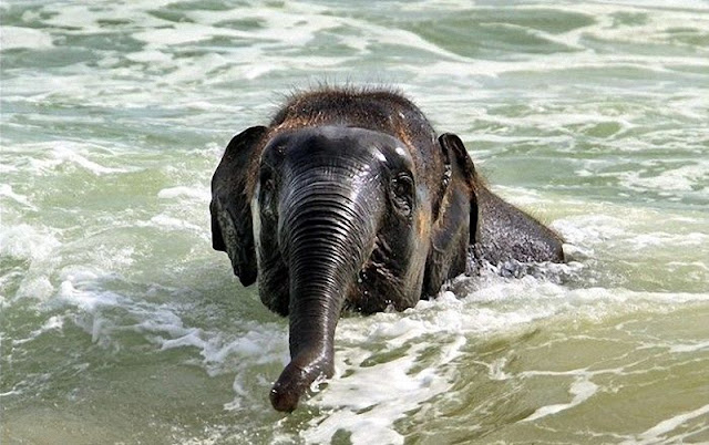 UNA CRIA DE ELEFANTE JUGANDO EN LA PLAYA: LAS FOTOS MAS TIERNAS DE UN ...