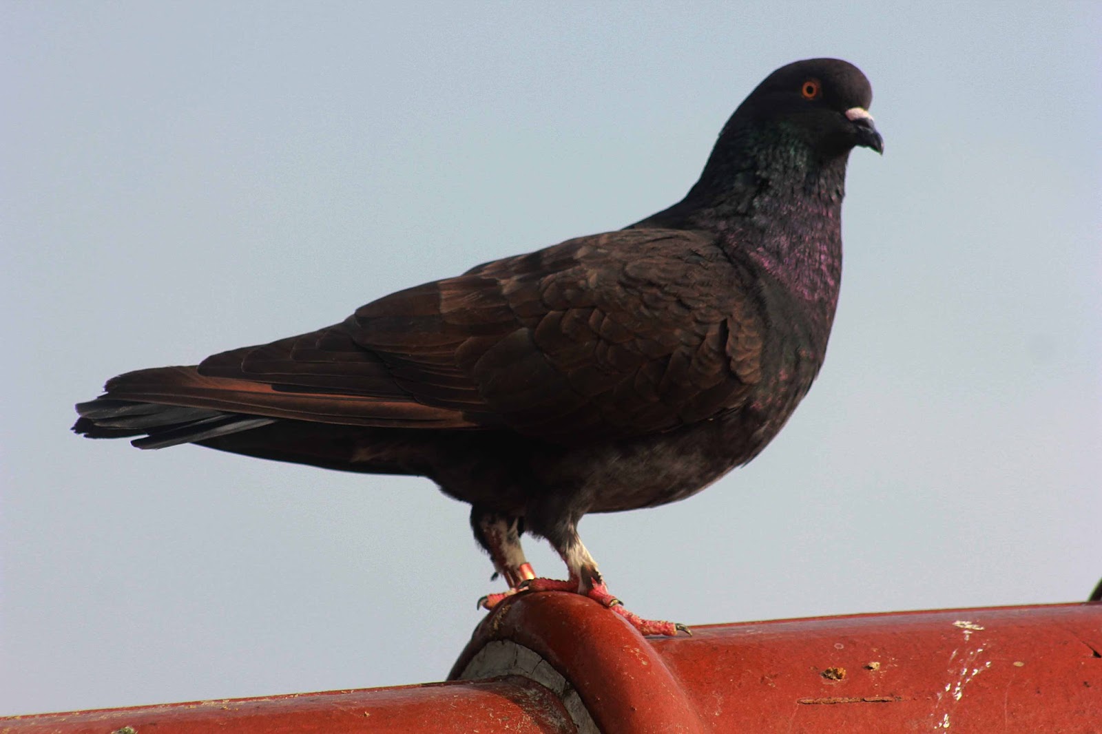 camperenik project: KARAKTER MERPATI BALAP DARI SEGI WARNA BULU