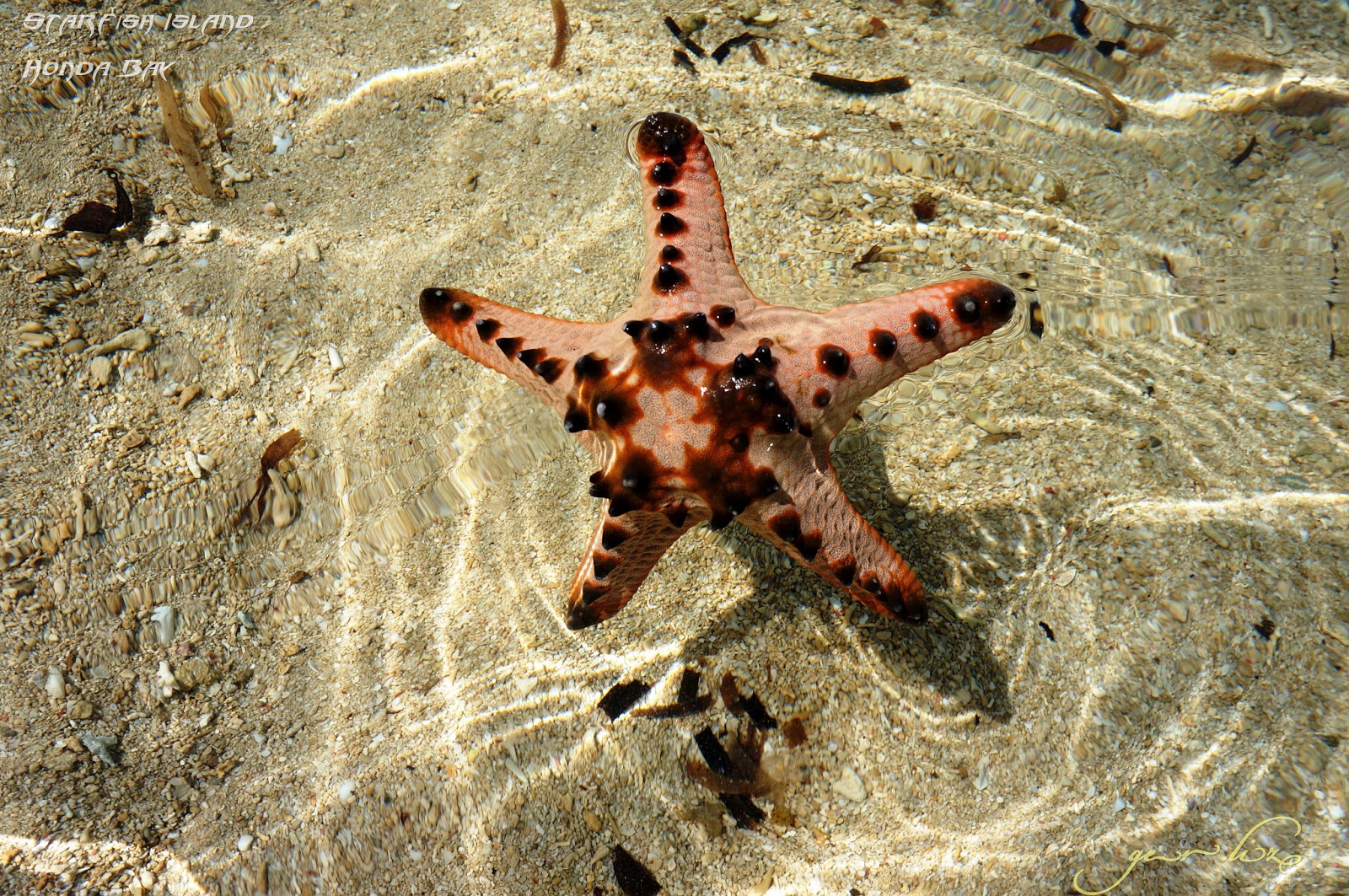 Honda Bay: Starfish Island [Puerto Princesa 2013] | Trips... by Liz