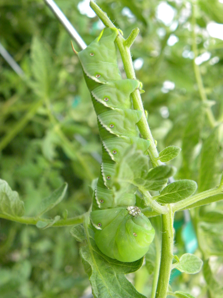 Diane's Texas Garden: Tomato Worms