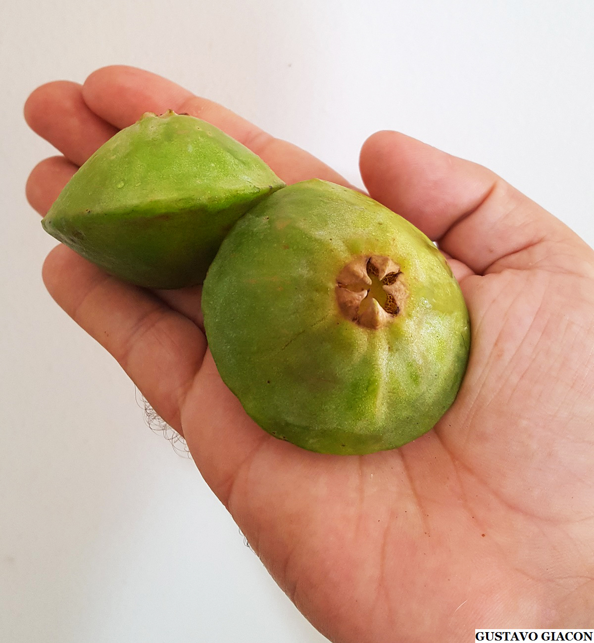 Viveiro Ciprest - Plantas Nativas e Exóticas: Cambuci ( Campomanesia ...