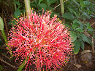 gardentropics: Today's Flower- Football Lily