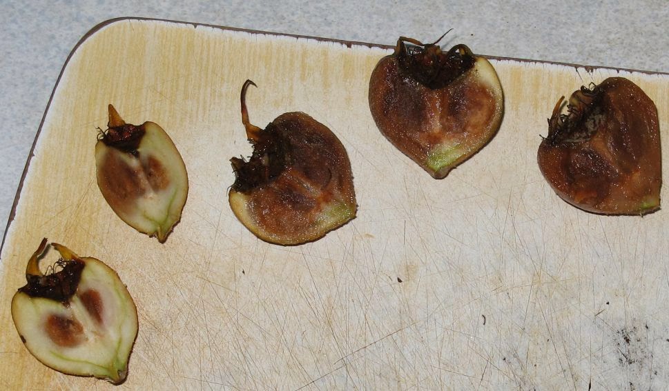 Carla Nayland Historical Fiction: December recipe: Medlar jelly