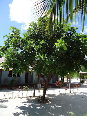 Space of Happiness: Latest photos of Senari Bay Resort, Pantai Cenang ...