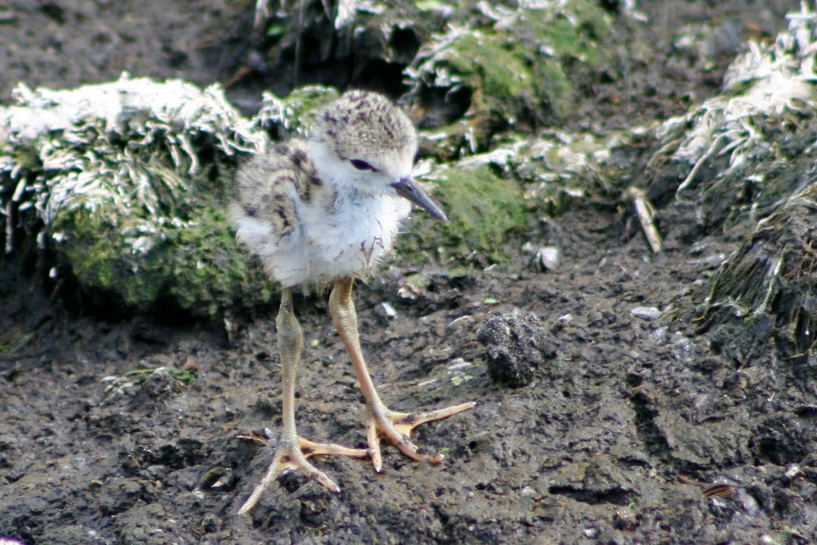 Hipster Birders: Featured Feathered Friend: Baby Edition! - Black ...