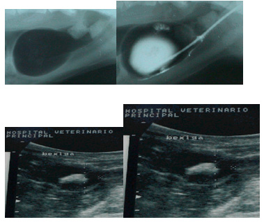 Consciência PET!: Urolitíase em cães