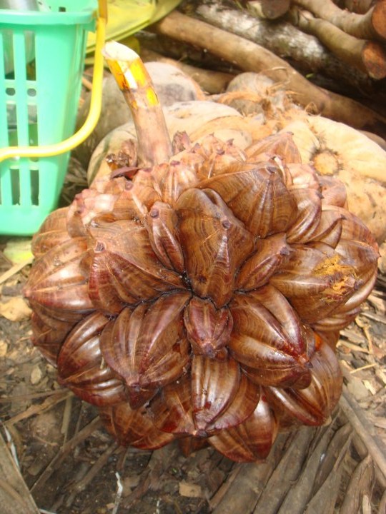 Fortunate Life: 5 Foods found in Laguna and Quezon