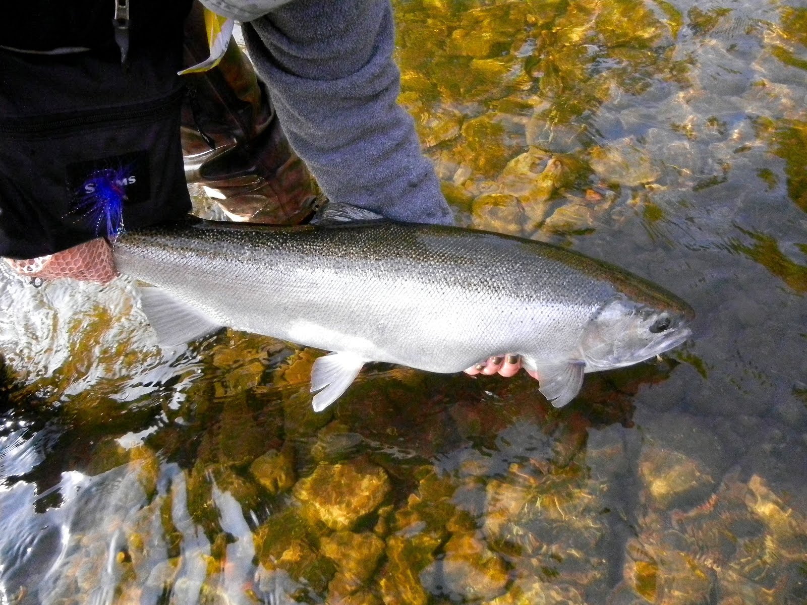 Teamforcefly.com: Pacific Salmon Flies