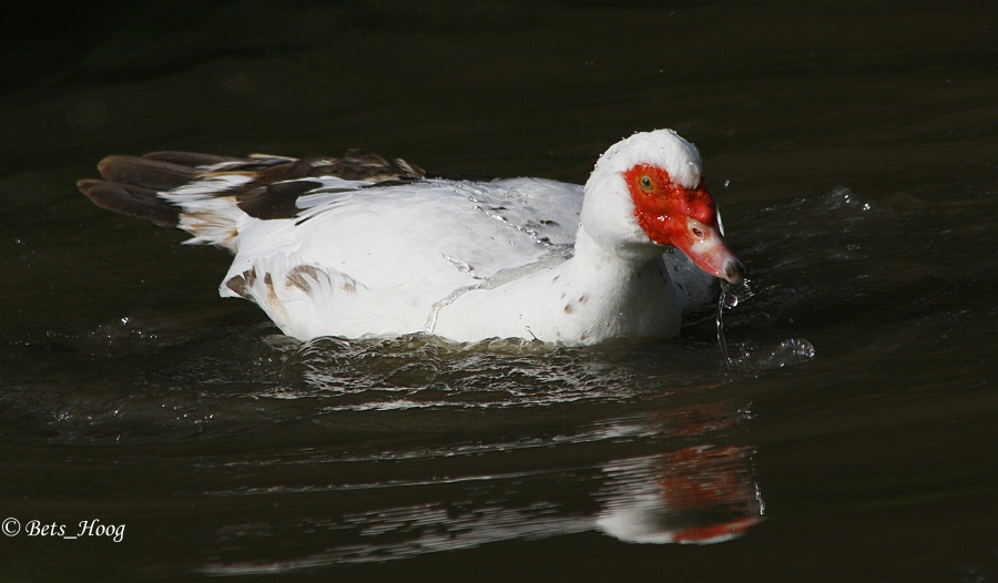 Bets Fotonieuws: Wassende muskuseend