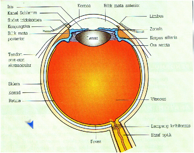 ASUHAN KEPERAWATAN (ASKEP) ABLASIO RETINA