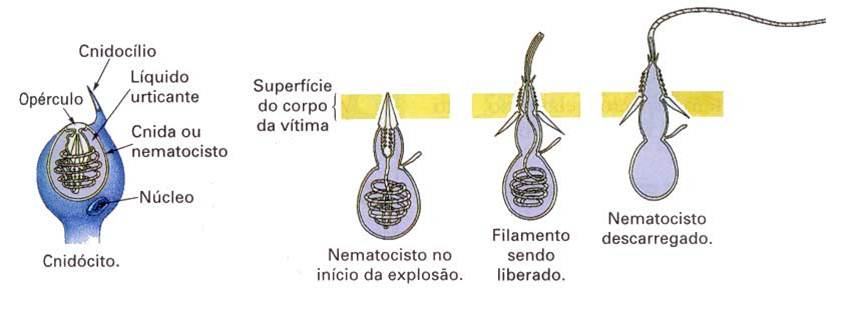 Bloggiologia: Cnidários