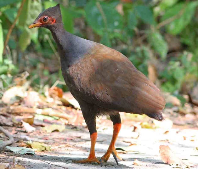Mengenal Burung Gosong Kaki Merah - EDUBIO