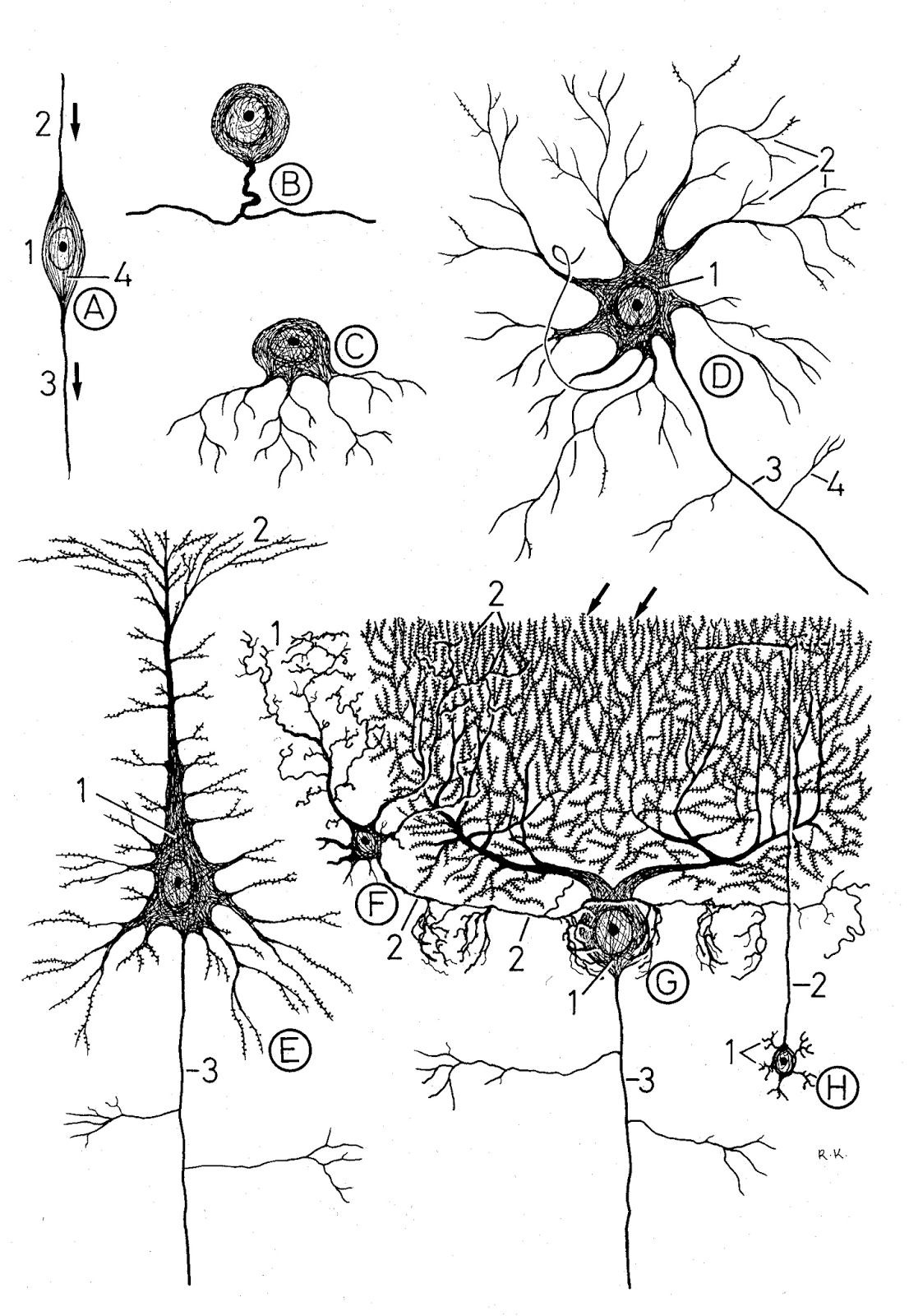Café y Biología: Lección 31 Tejidos del cuerpo humano Tejido Nervioso