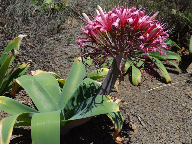 Caerulean Skies: Summer Flowering South African Bulbs