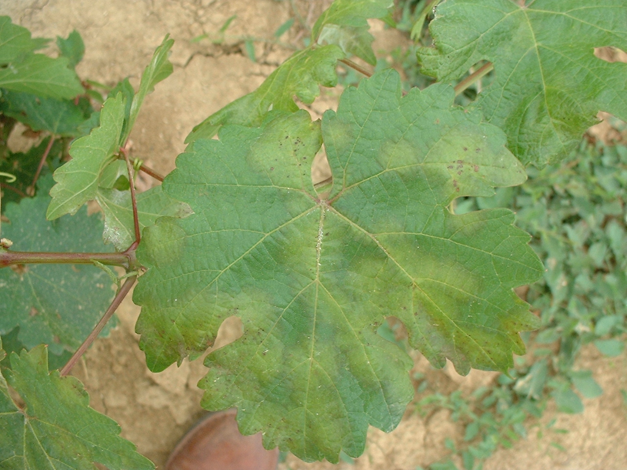 JARDIVIGNE: Savoir reconnaître le mildiou sur les feuilles de Vigne