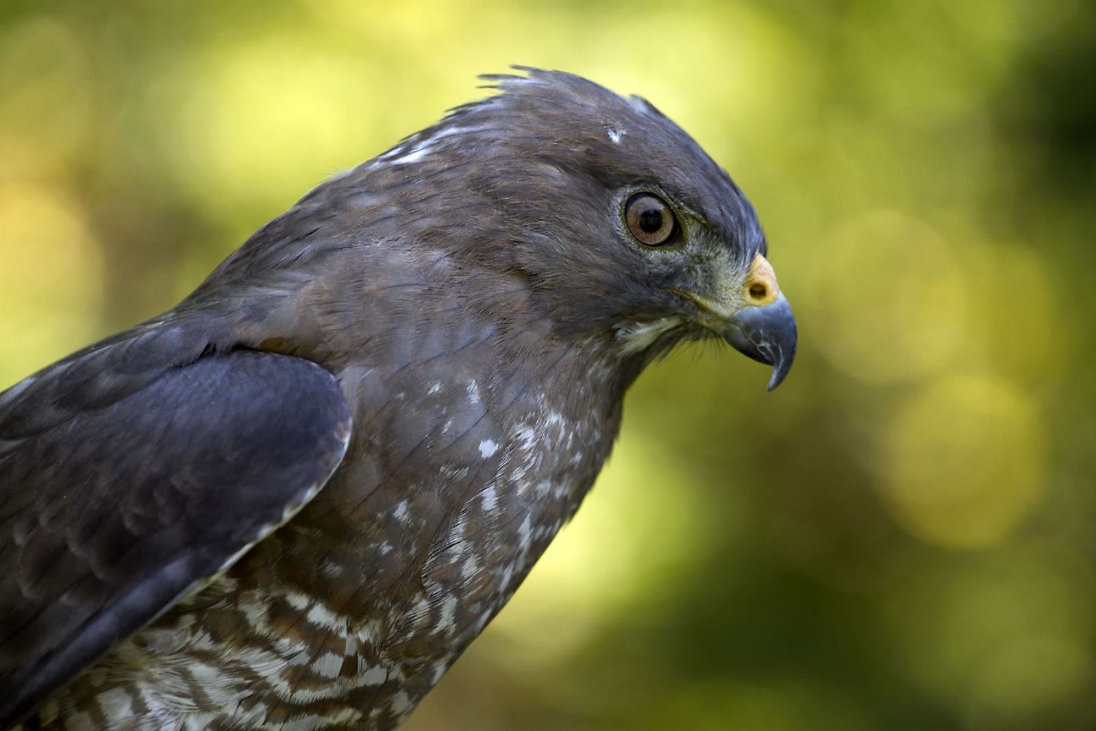Ann Brokelman Photography: Broadwing Hawks at Algonquin and Mountsberg ...