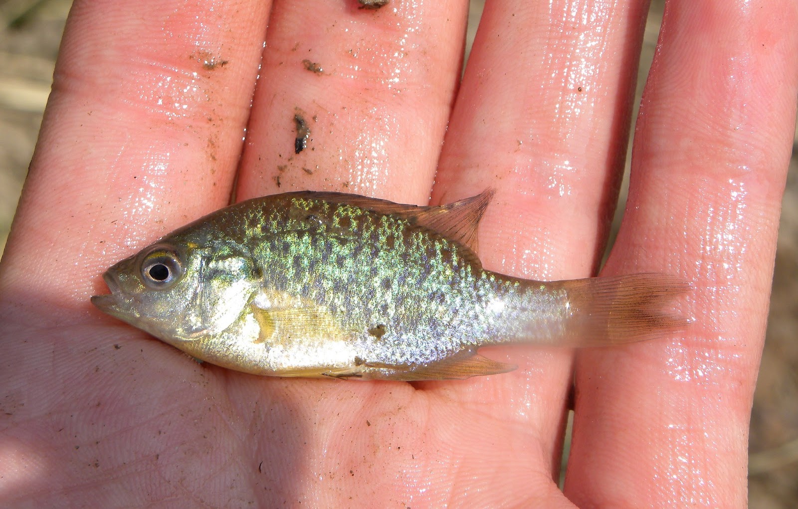 El Zorzal Charro: Primeros días en Ledesma y 2º aniversario