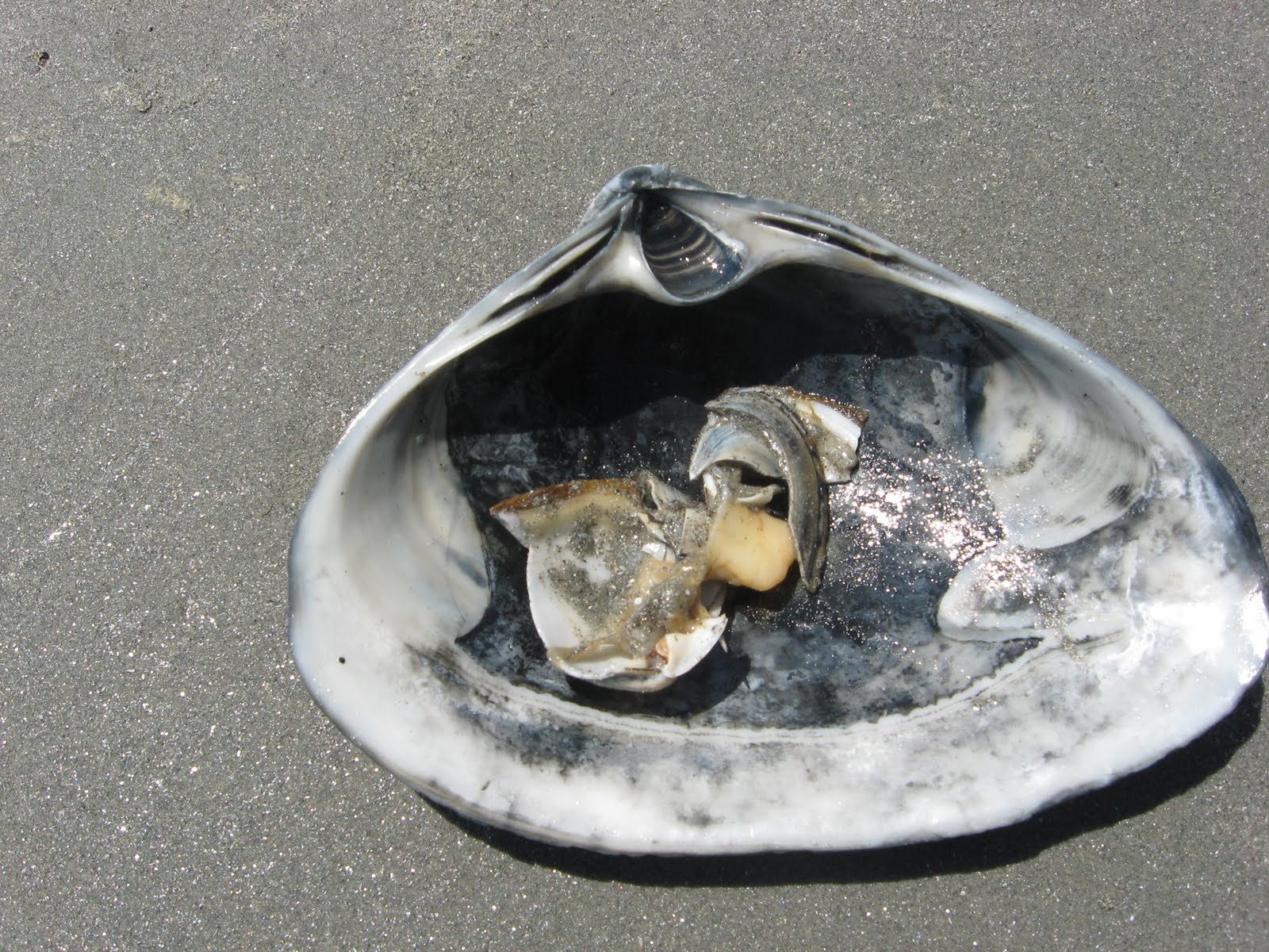 11 ILC at Brown: 07/16/11