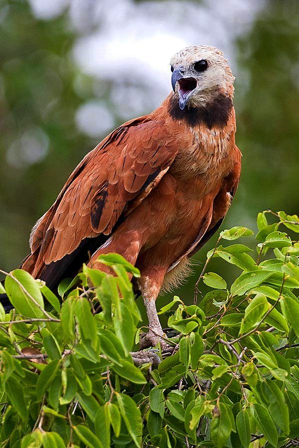 Bird Guide: Raptorama - Black-collared Hawk