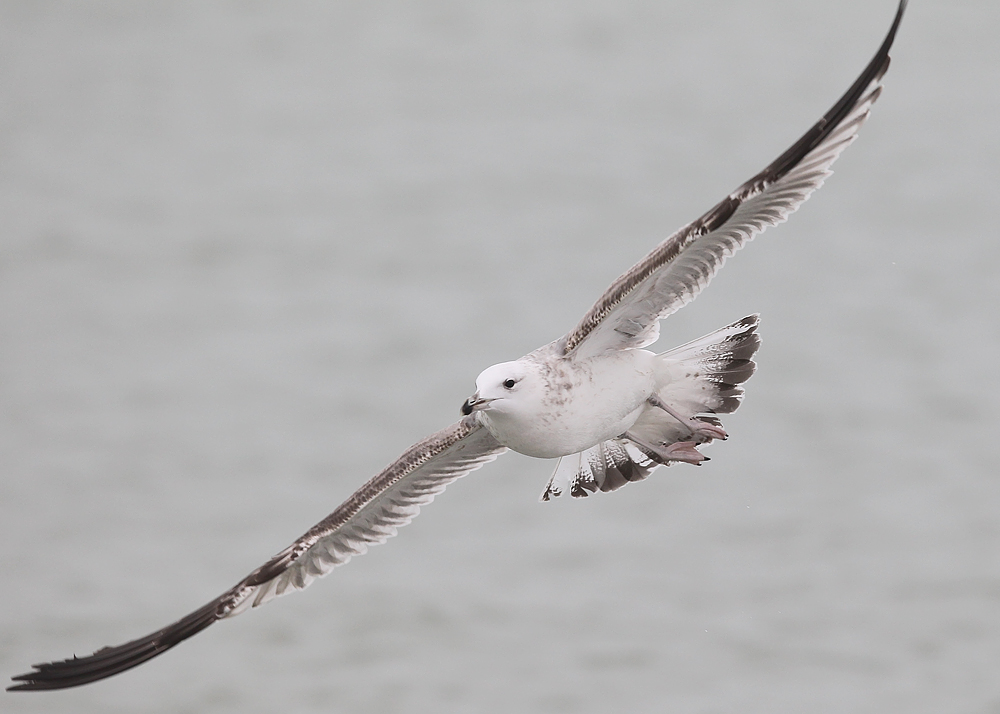 Richard Smith - Birdwatching Days Out: 2x CASPIAN GULL, 1st winter ...
