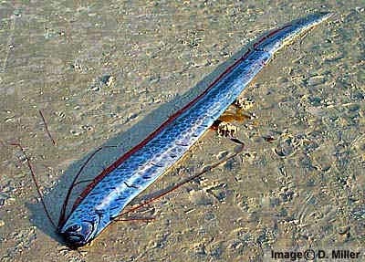 5 Jenis Ikan yang Disebut Ikan Naga ~ Ikan Hiasku