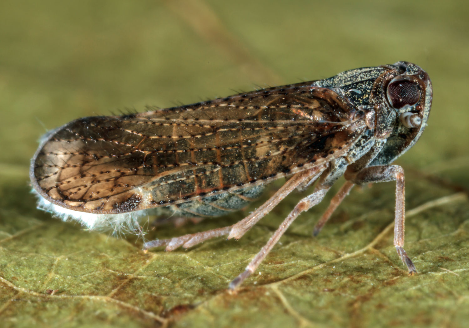 Bugging Saskatchewan: Planthopper - Cixiidae
