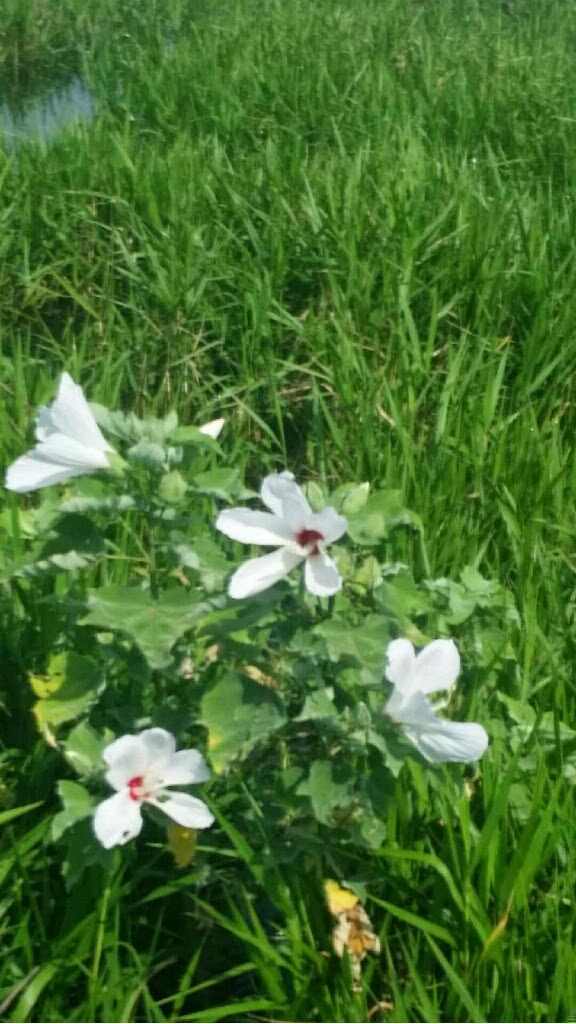 Evergladeslady: July 2014