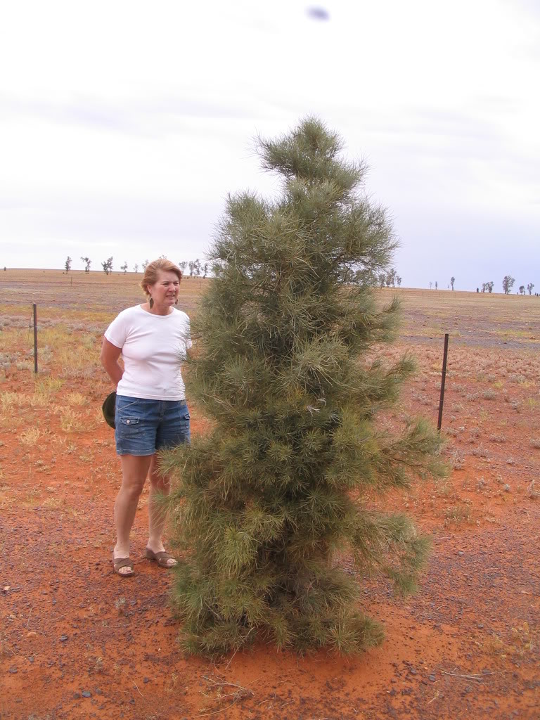 Travels with an Oka: The Old Andado Track