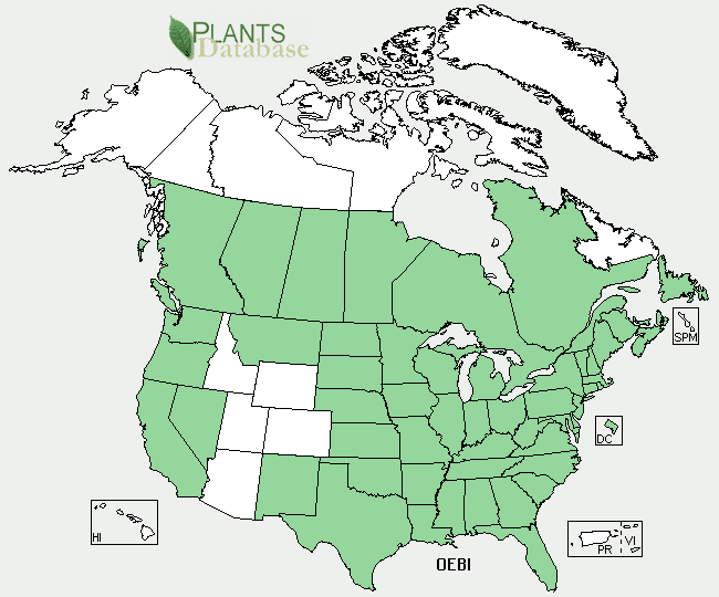 Common Evening Primrose is Oenothera biennis