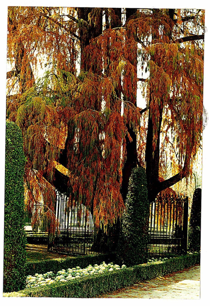 Club de Amig@s de los Ahuehuetes