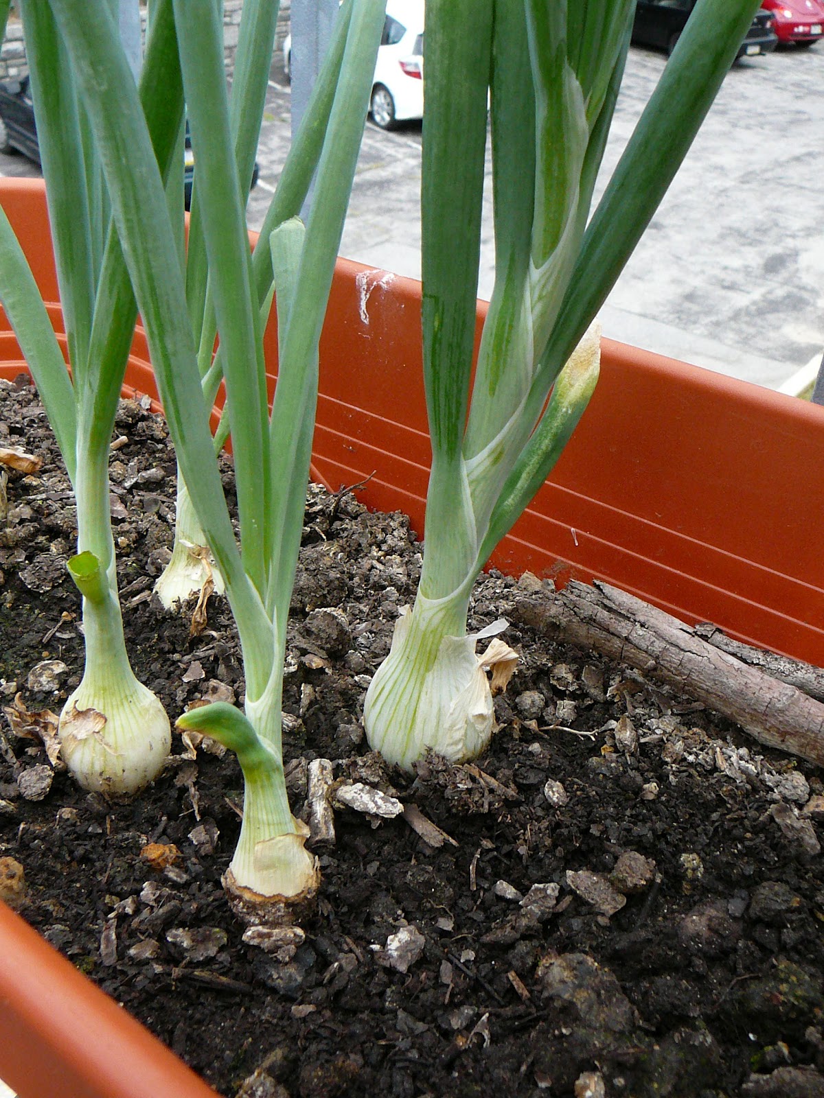 My Apartment Garden: Grow your own Scallions (Spring Onion or Green Onion)