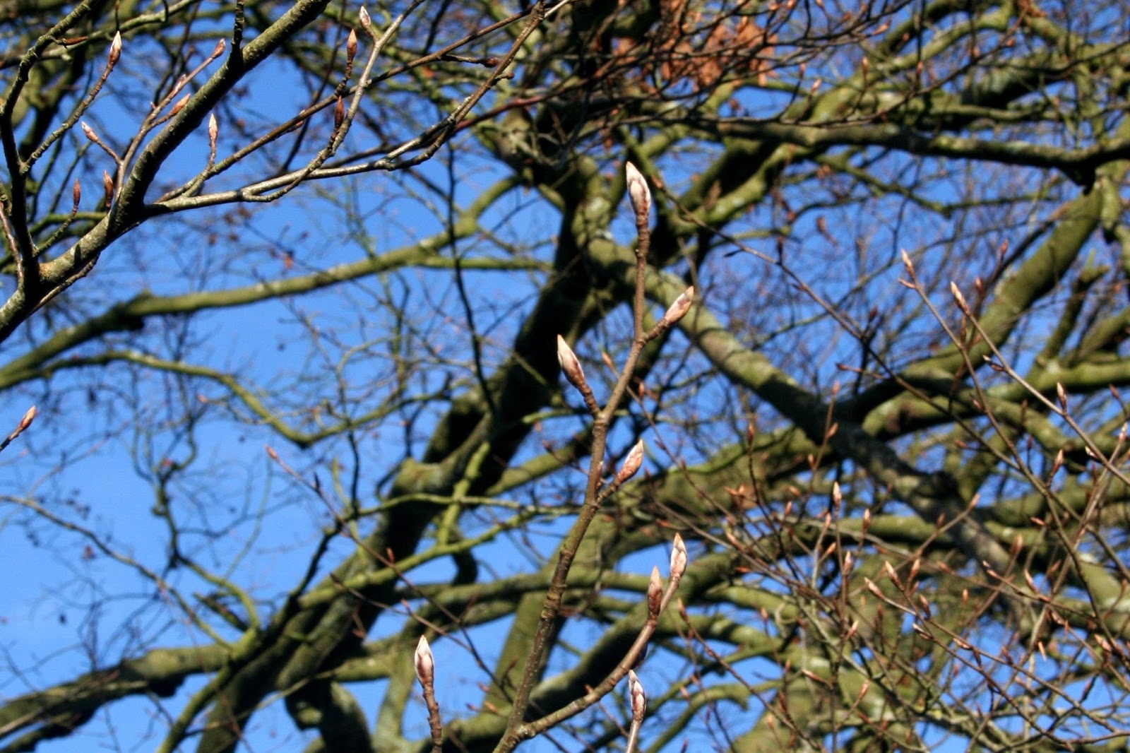 Filnore Woods Blog: Tree ID 4. Beech twigs