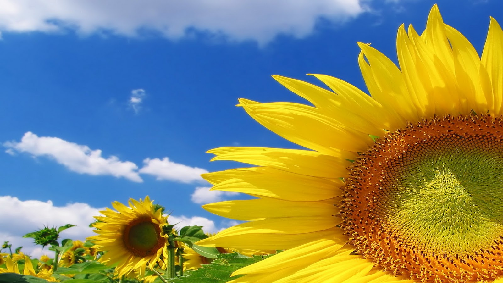 FLOWERS: Sunflower Windows Desktop Wallpaper