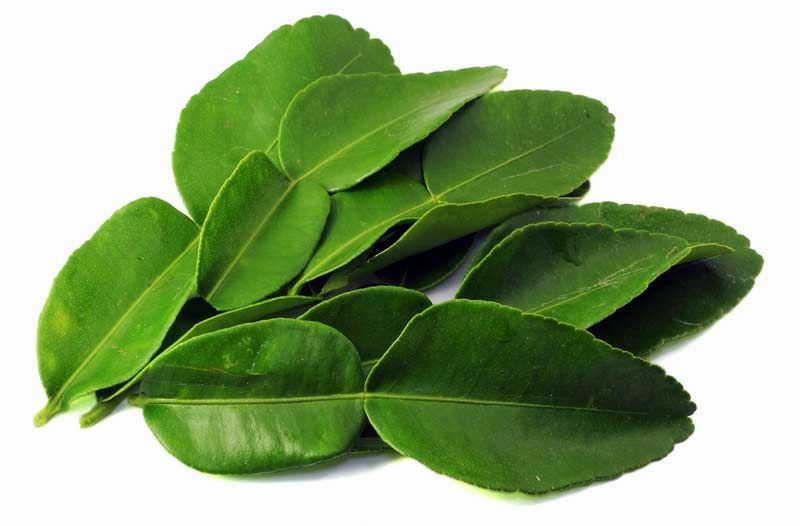 Hojas de Lima Kaffir/Kaffir Lime Leaves