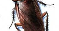 Facts about cockroach ~ WELCOME TO Nigeria Educational Info Arena ...