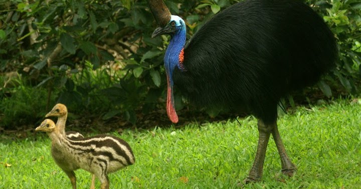 Mengenal burung Kaswari