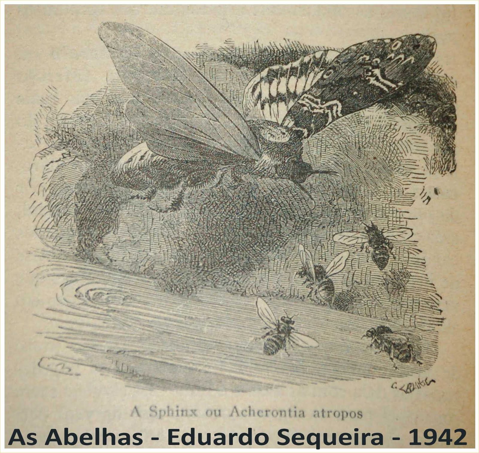 Monte do Mel: Acherontia atropos, uma relíquia...