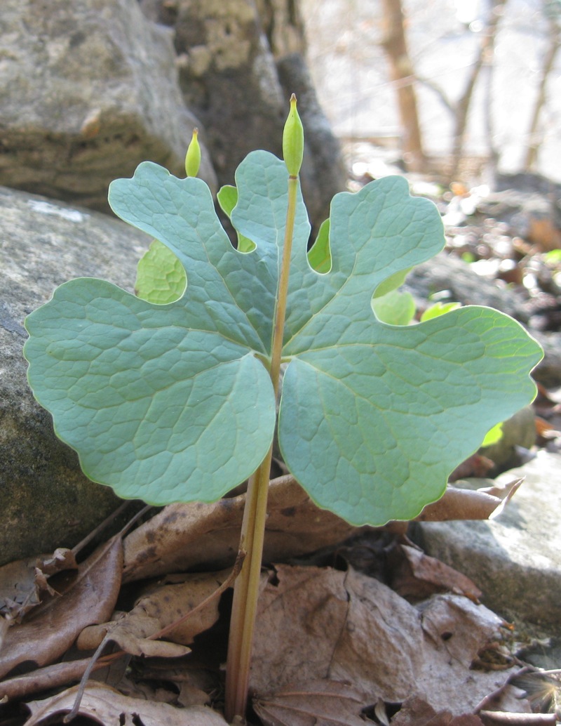 Springfield Plateau: Bloodroot Bleeding