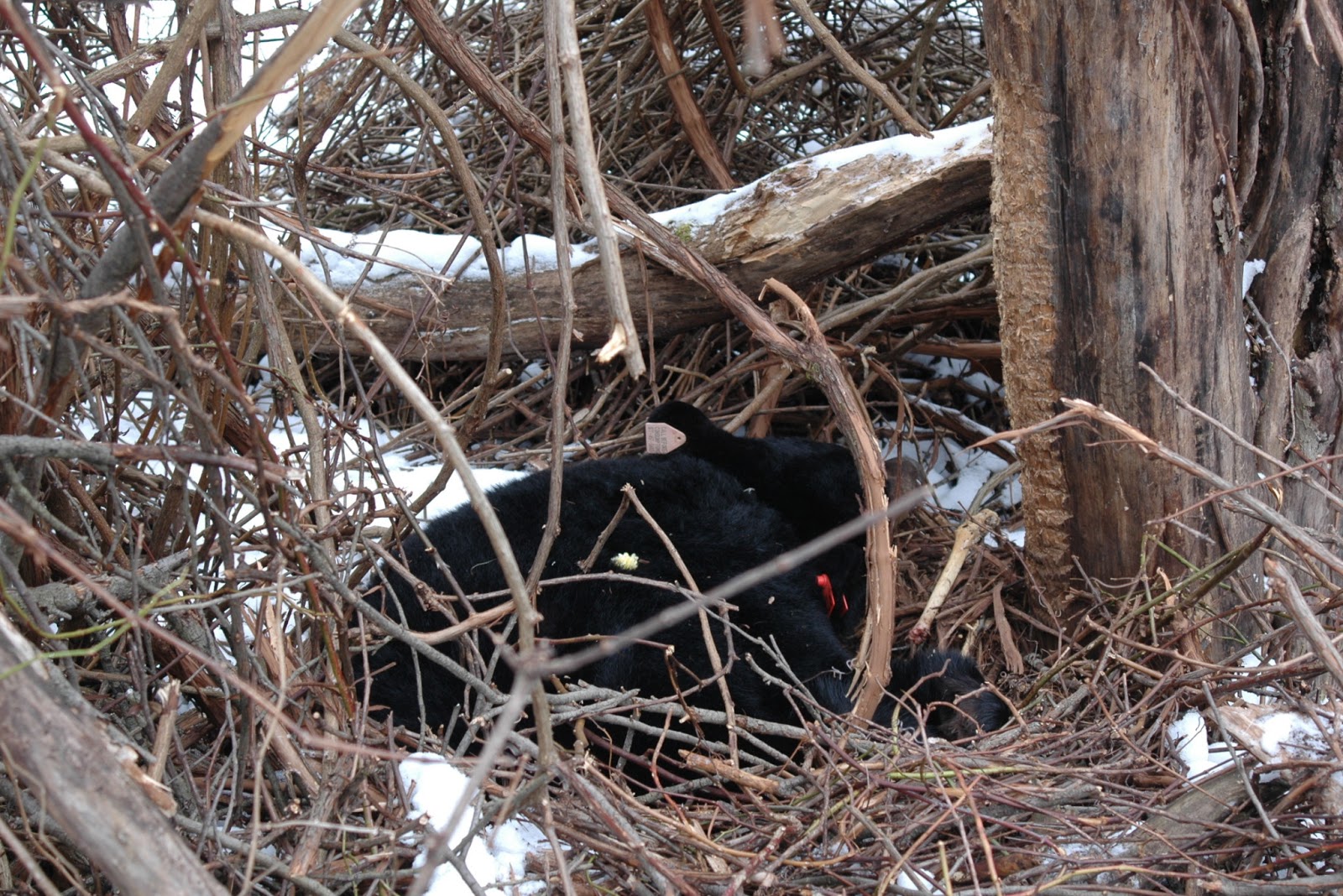 Backyard Beasts: Bear den season: 2013 Part I