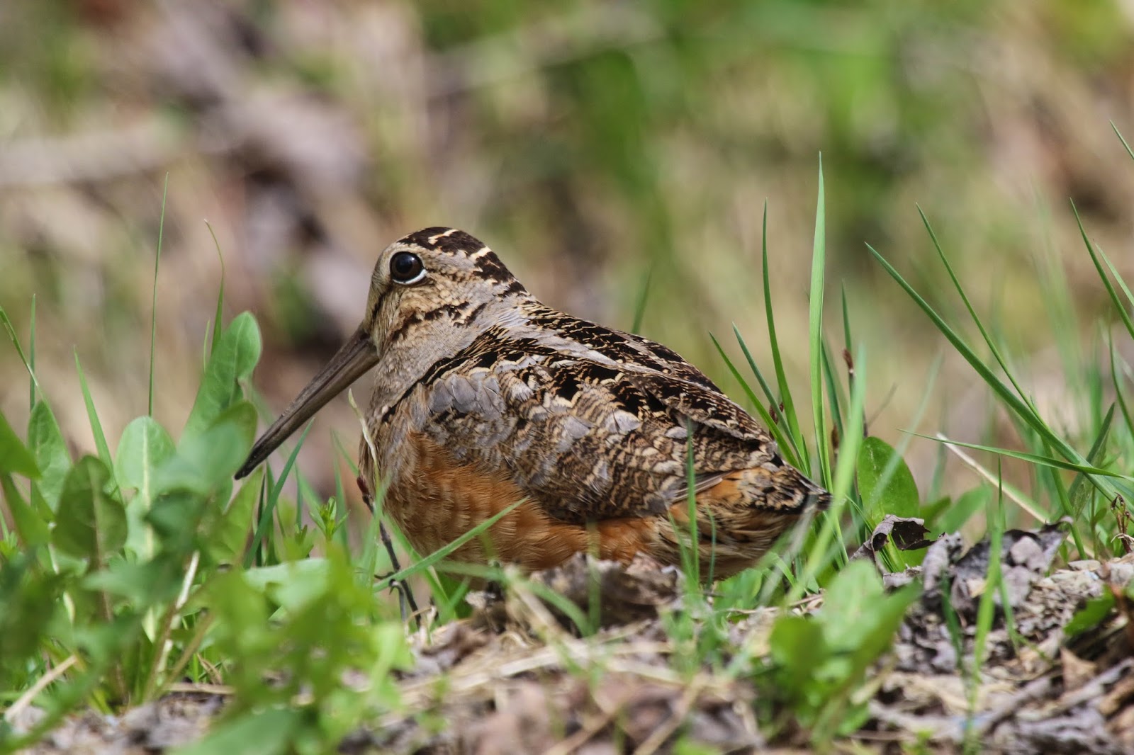 Gale's Photo and Birding Blog: Timberdoodle