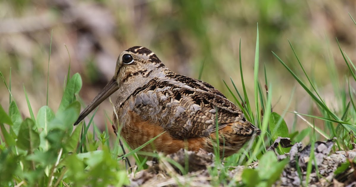 Gale's Photo and Birding Blog: Timberdoodle