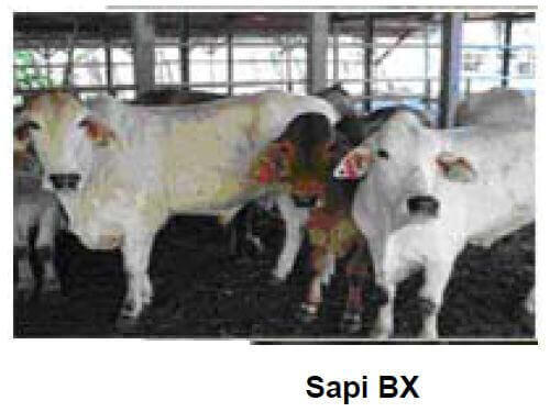 Karakteristik Jenis Sapi Brahman Cross - Agro Eksplor